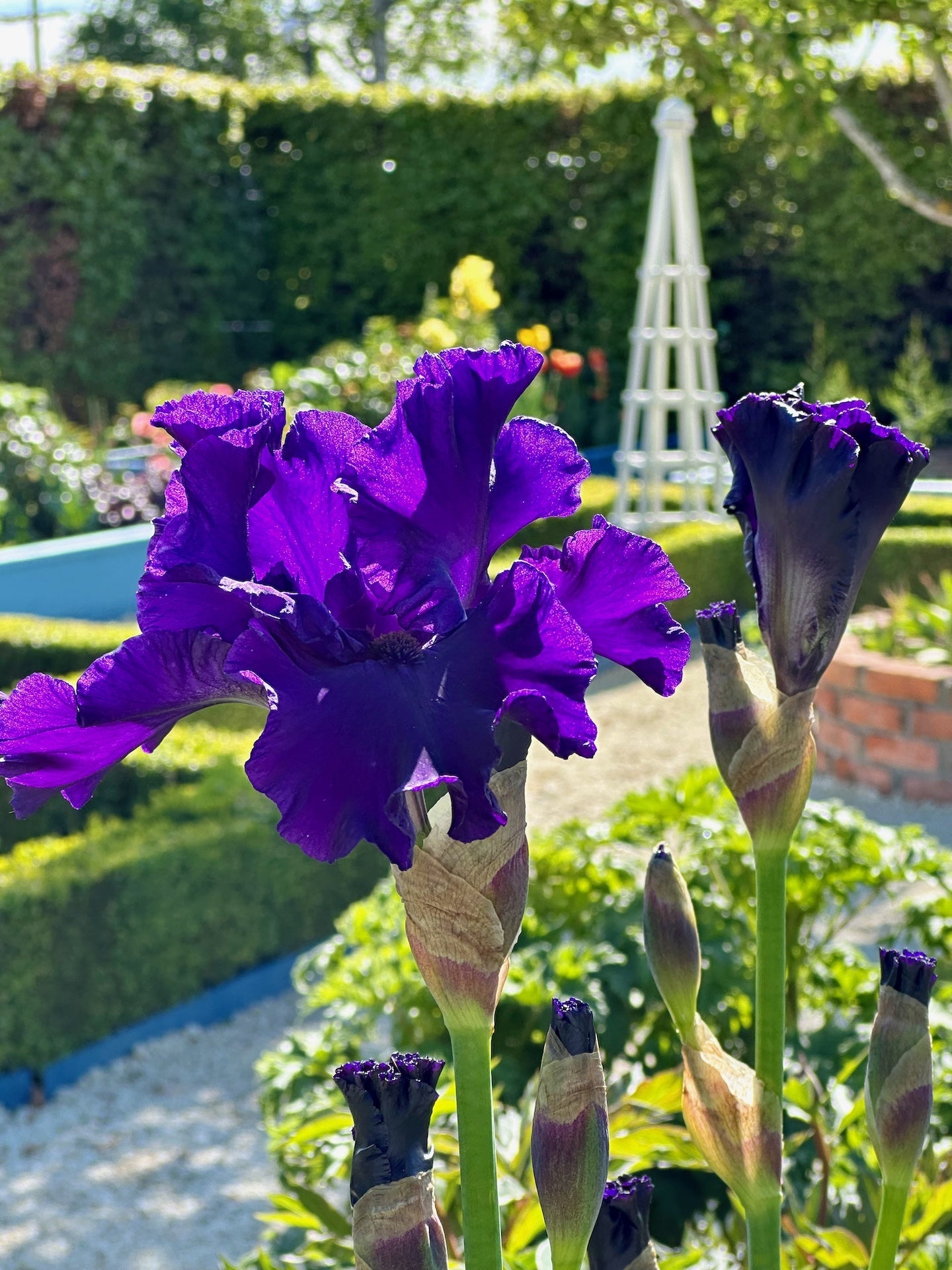 Bearded Irises | Oasis Cottage