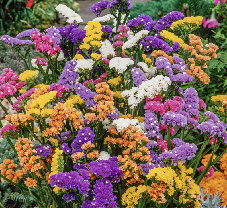 Statice – Dried & Cut Flower Annuals (Various Colours) | Oasis Cottage